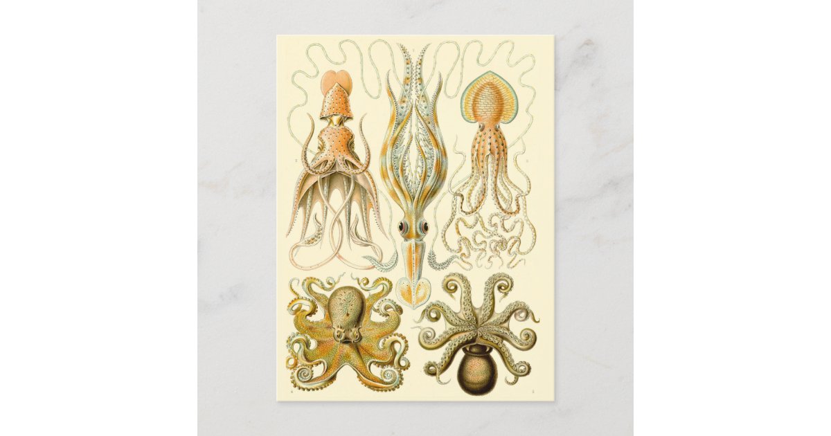 Vintage Squid/Octopus Postcard | Zazzle