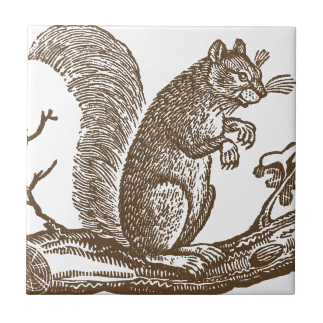 Vintage Squirrel Ceramic Tile | Zazzle