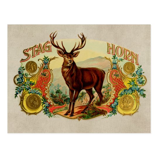 Vintage Stag Horn Postcard | Zazzle.com