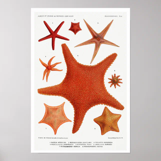 VINTAGE STARFISH ILLUSTRATION POSTER | Zazzle