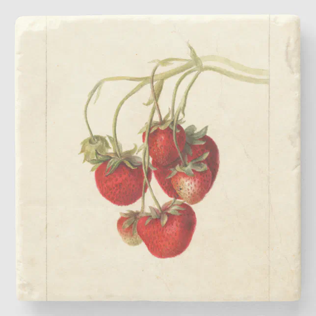 Vintage Strawberries Drawing Art Stone Coaster | Zazzle