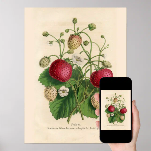 Vintage Strawberries Poster | Zazzle