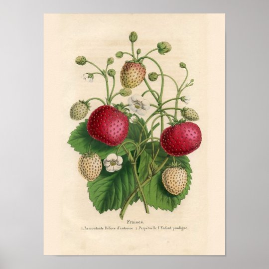 Vintage Strawberries Poster | Zazzle.com