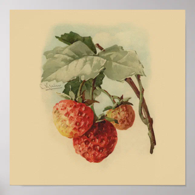 Vintage strawberries poster | Zazzle