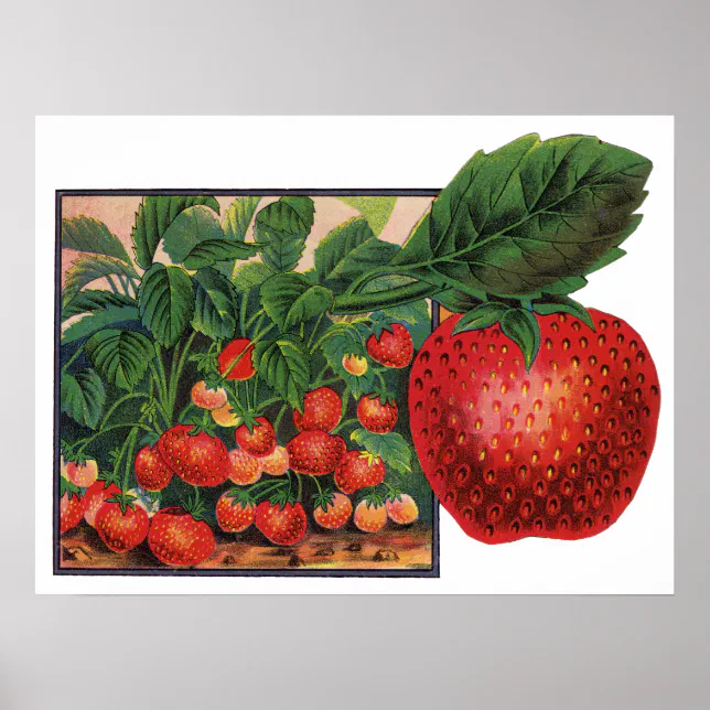 Vintage Strawberries, Strawberry Plants on a Farm Poster | Zazzle