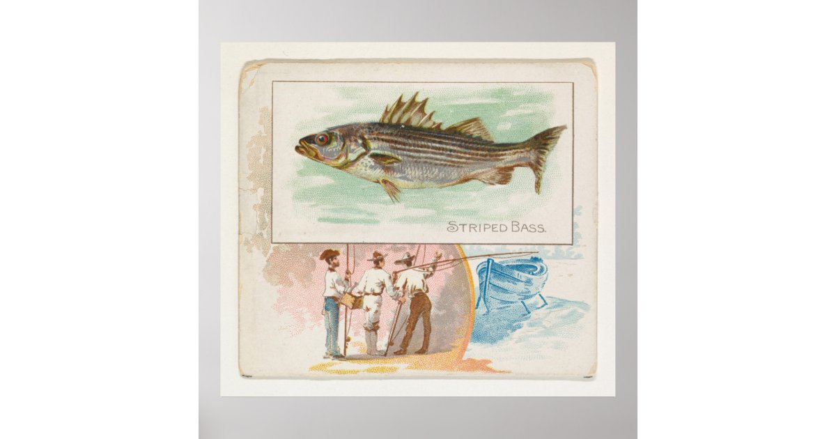 Vintage Striped Bass Illustration (1889) Poster | Zazzle