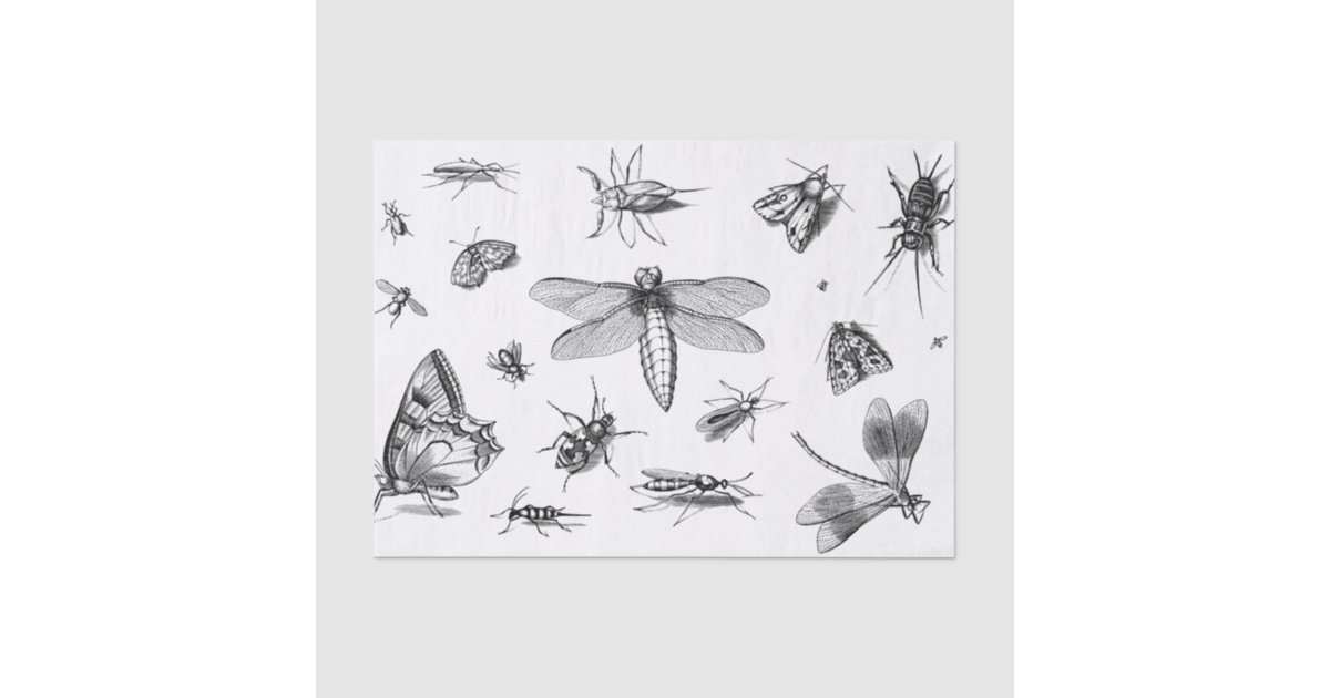 Vintage Style Black and White Insect Collage, Pt 1 Tissue Paper | Zazzle