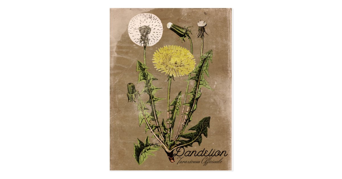 Vintage Style Dandelion Postcard | Zazzle.com