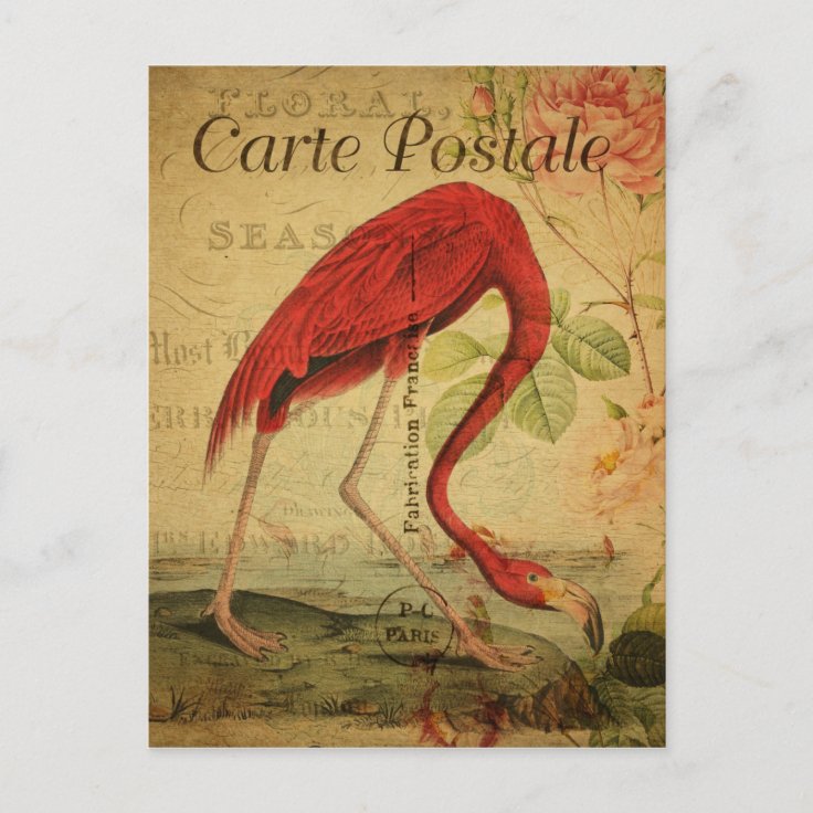 Vintage Style Flamingo French Carte Postale Postcard | Zazzle