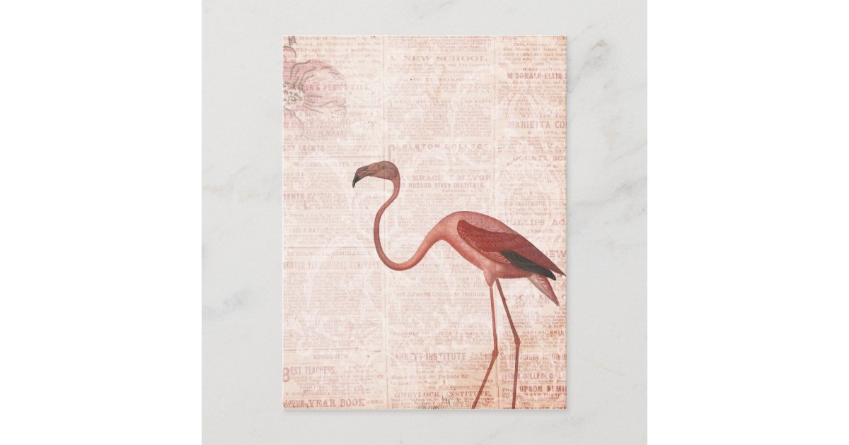 Vintage Style Pink Flamingo Postcard | Zazzle