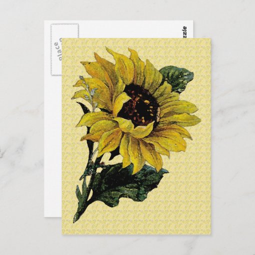 Vintage Sunflower Postcard | Zazzle