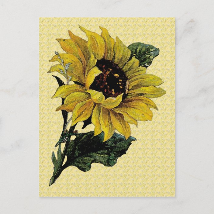 Vintage Sunflower Postcard | Zazzle.com