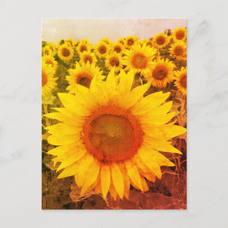 Vintage Sunflower Rustic Photo Postcard | Zazzle