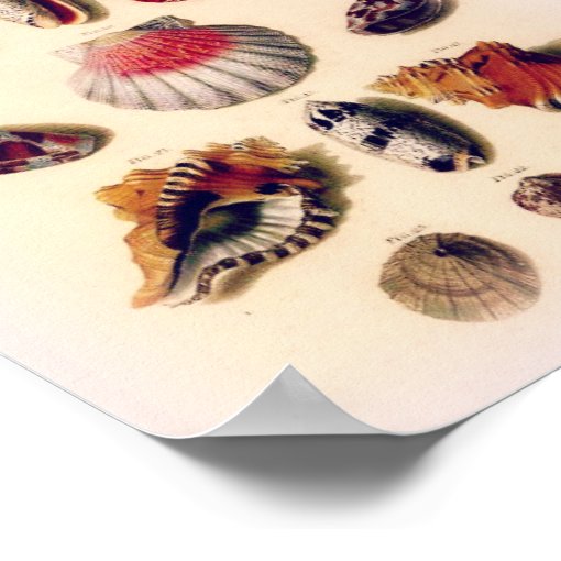 Vintage Sunset Seashell Collection Poster | Zazzle