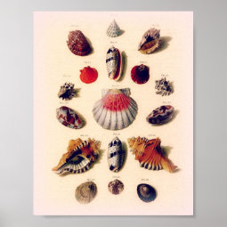 Vintage Sunset Seashell Collection Poster | Zazzle