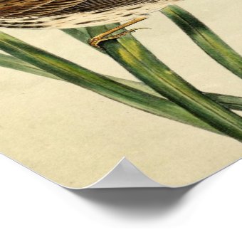 Vintage Swamp Swallow Poster | Zazzle