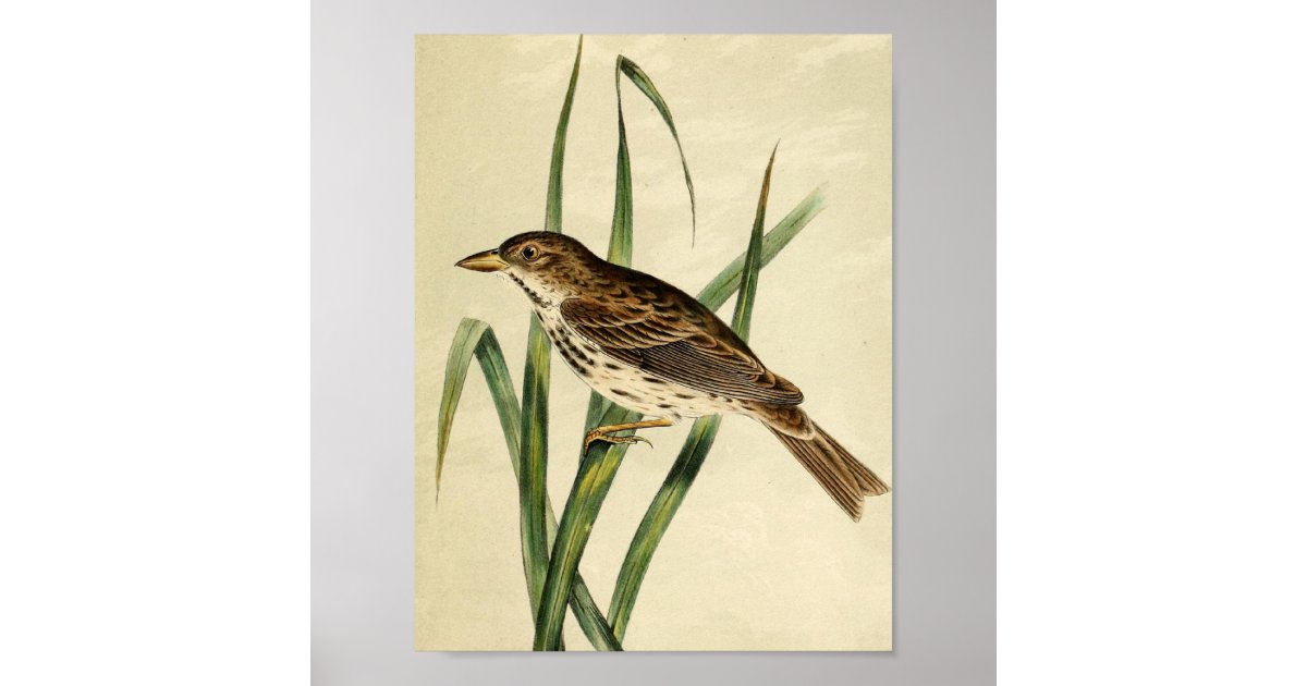Vintage Swamp Swallow Poster | Zazzle