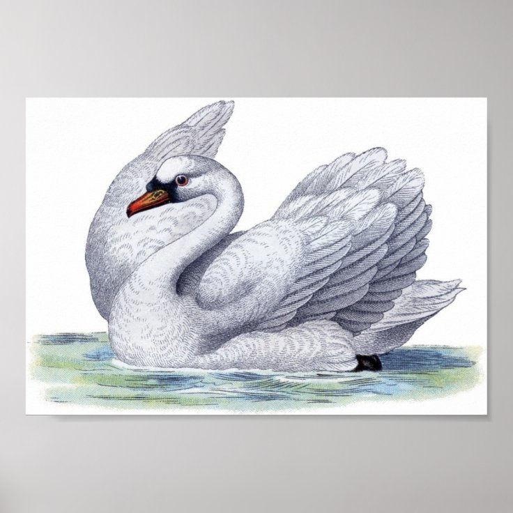 Vintage Swan Swimming Poster | Zazzle