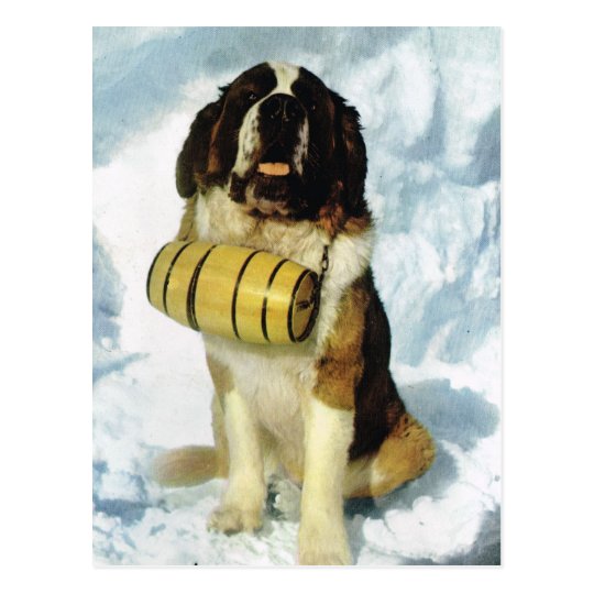 Vintage Switzerland St Bernard dog with brandy Postcard | Zazzle.com