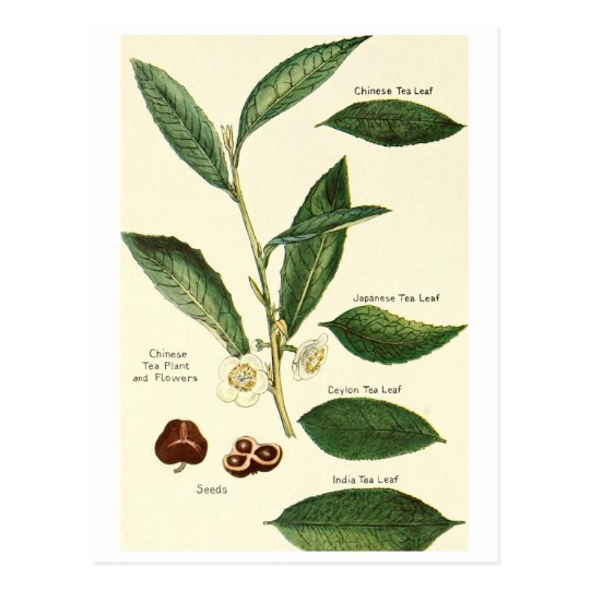 Vintage tea leaf illustration postcard recipe card | Zazzle.com