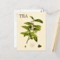 Vintage Tea Plant Postcard | Zazzle