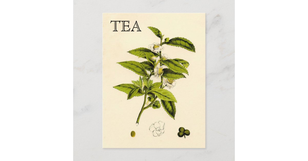 Vintage Tea Plant Postcard | Zazzle