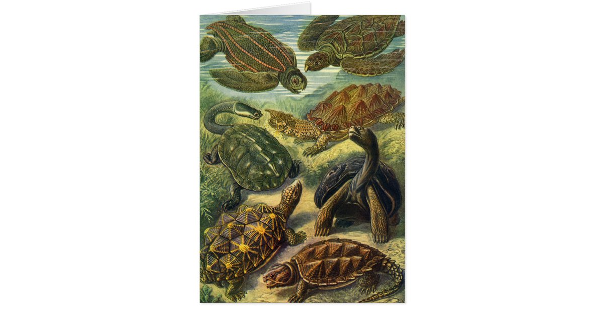 Vintage Tortoises and Sea Turtles by Ernst Haeckel | Zazzle