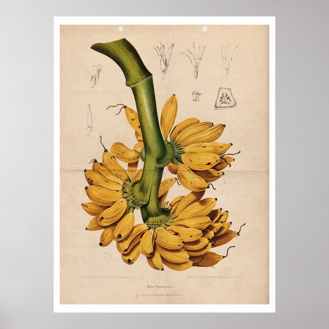 Vintage Tropical Banana Poster | Zazzle