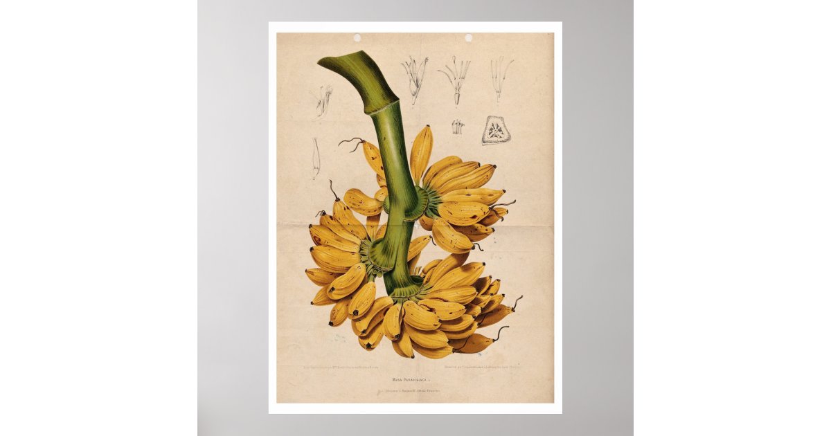 Vintage Tropical Banana Poster | Zazzle