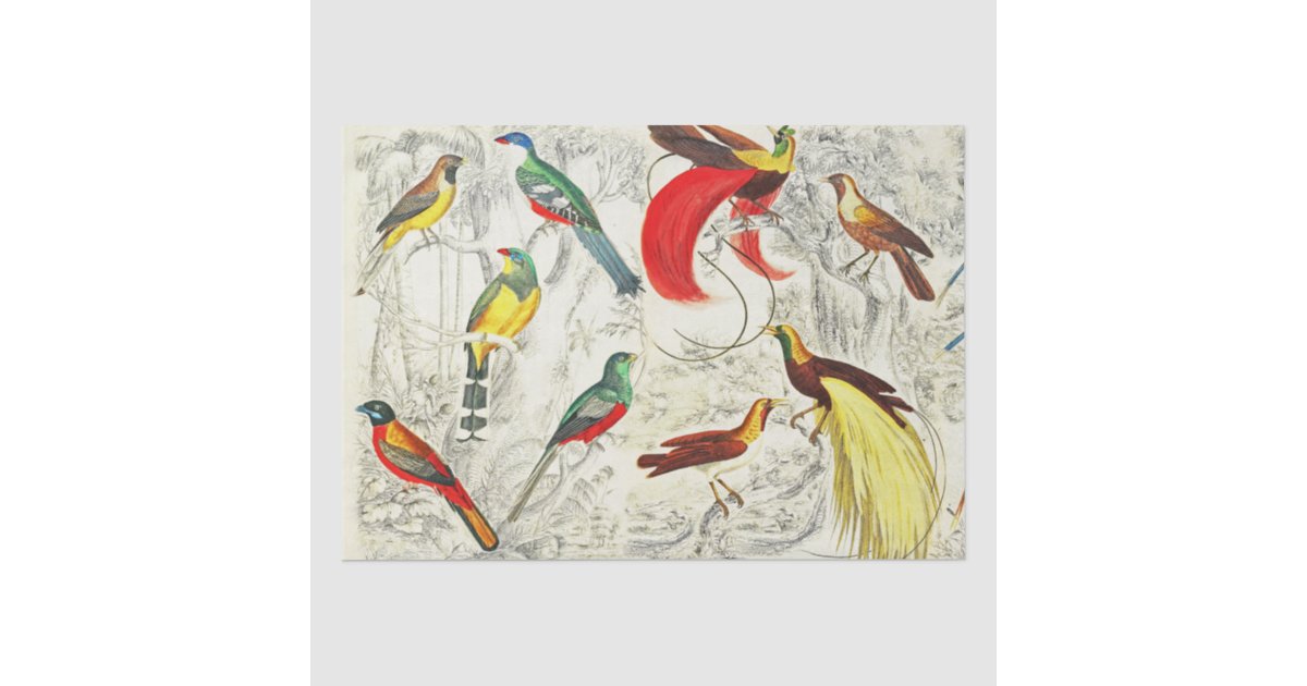 Vintage Tropical Birds of Paradise Decoupage Tissue Paper | Zazzle
