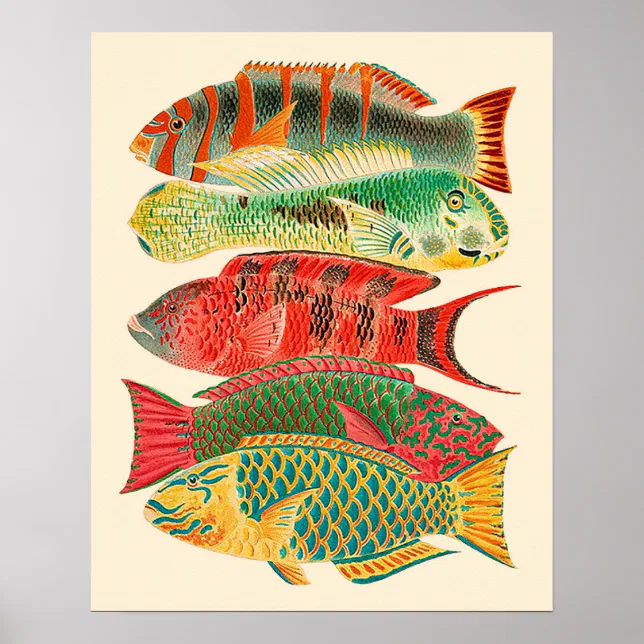 Vintage tropical ocean fish poster | Zazzle