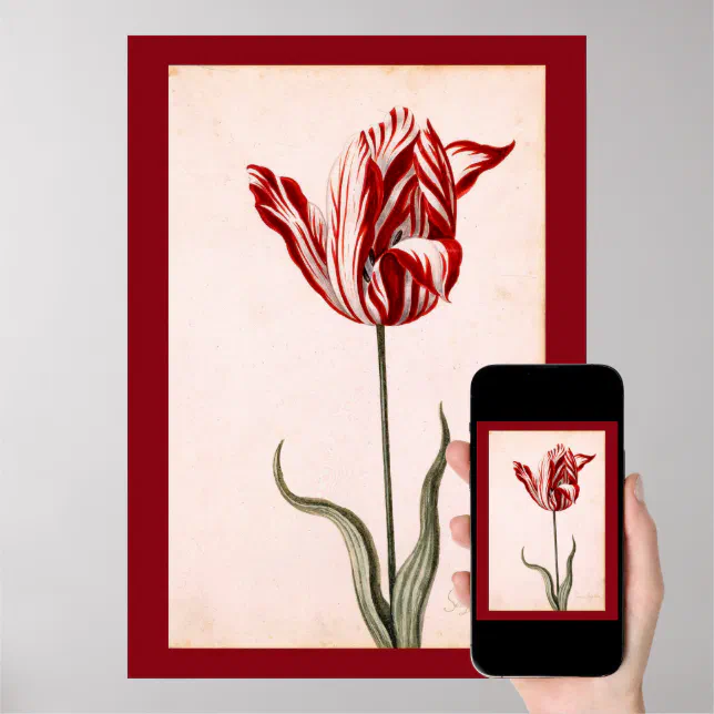 Vintage Tulip Drawing Poster | Zazzle