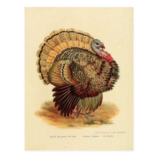 Vintage turkey illustration birds collection postcard | Zazzle.com