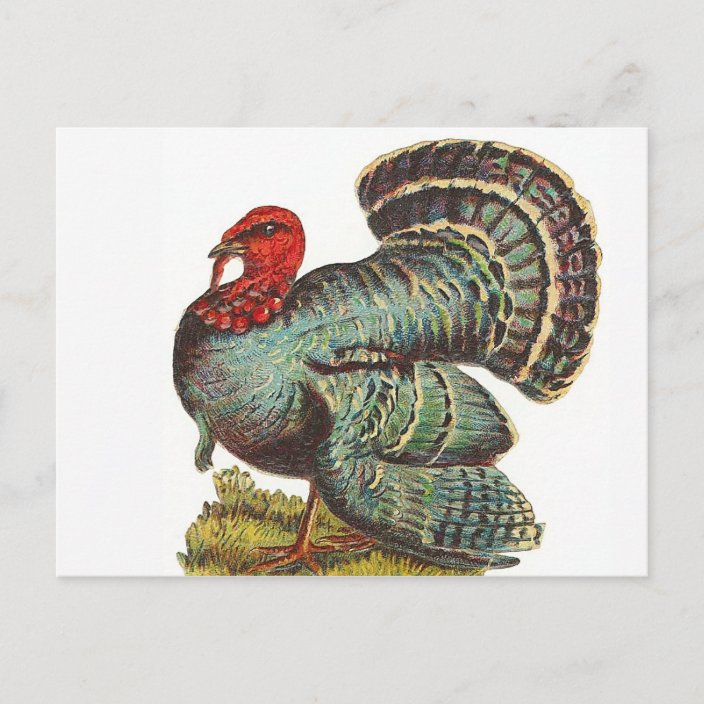 Vintage Turkey Postcard | Zazzle.com