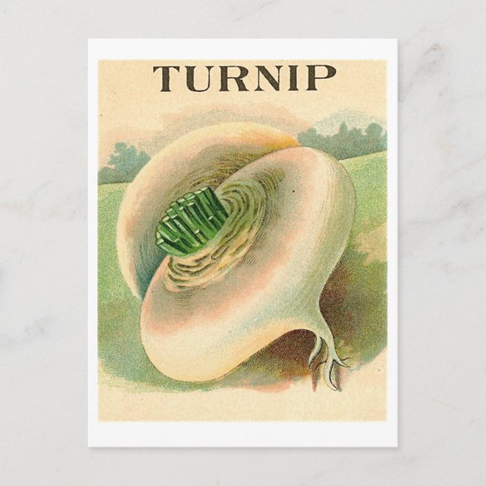 vintage turnip seed packet postcard | Zazzle.com