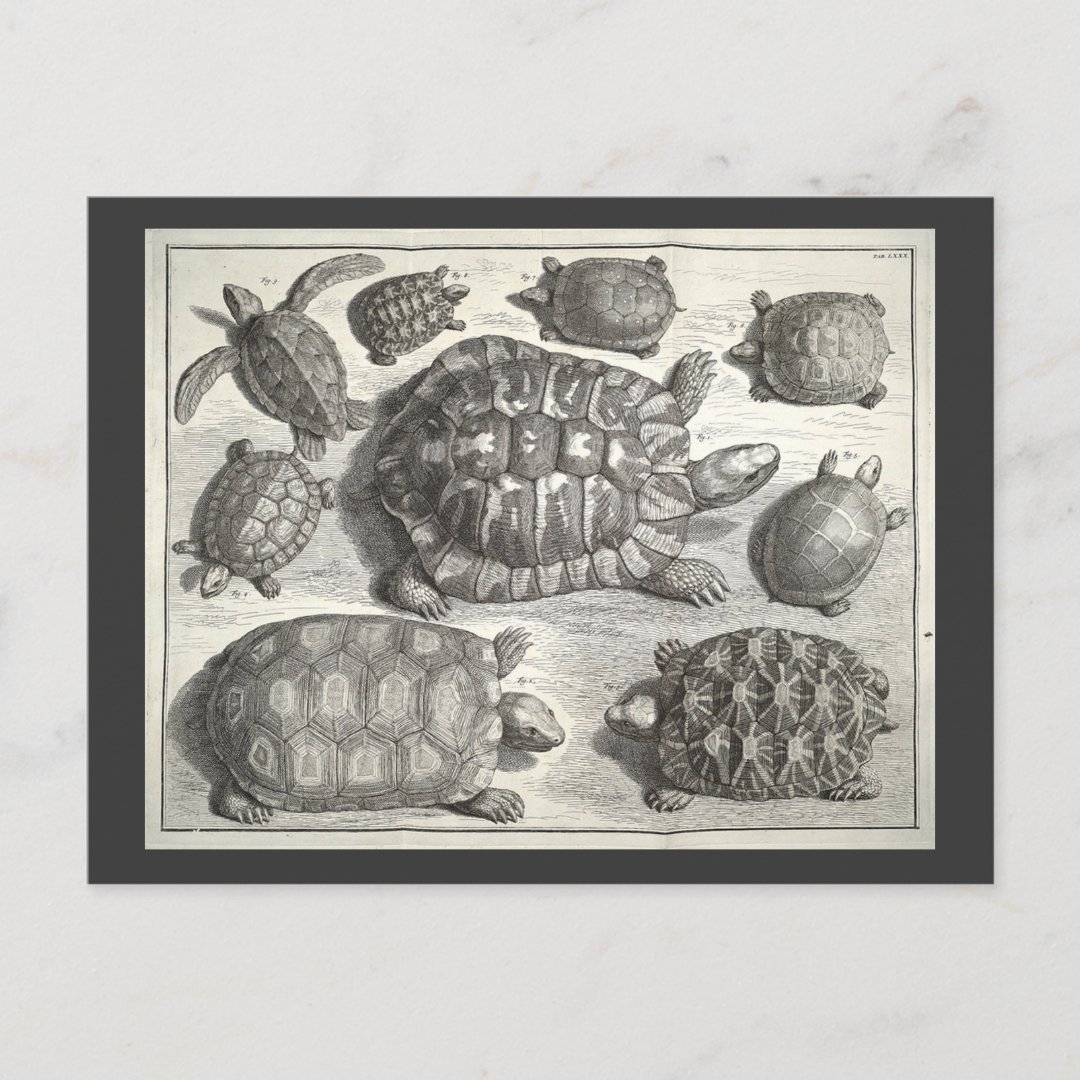 Vintage Turtle Etching Postcard | Zazzle