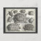 Vintage Turtle Etching Postcard | Zazzle