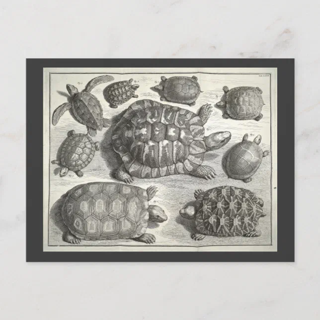 Vintage Turtle Etching Postcard | Zazzle
