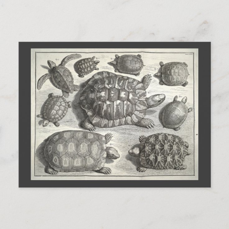 Vintage Turtle Etching Postcard | Zazzle