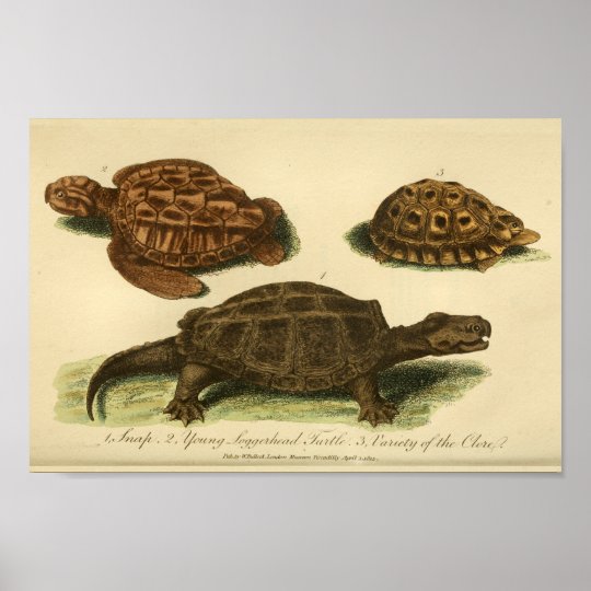 Vintage Turtles Natural History Print | Zazzle.com