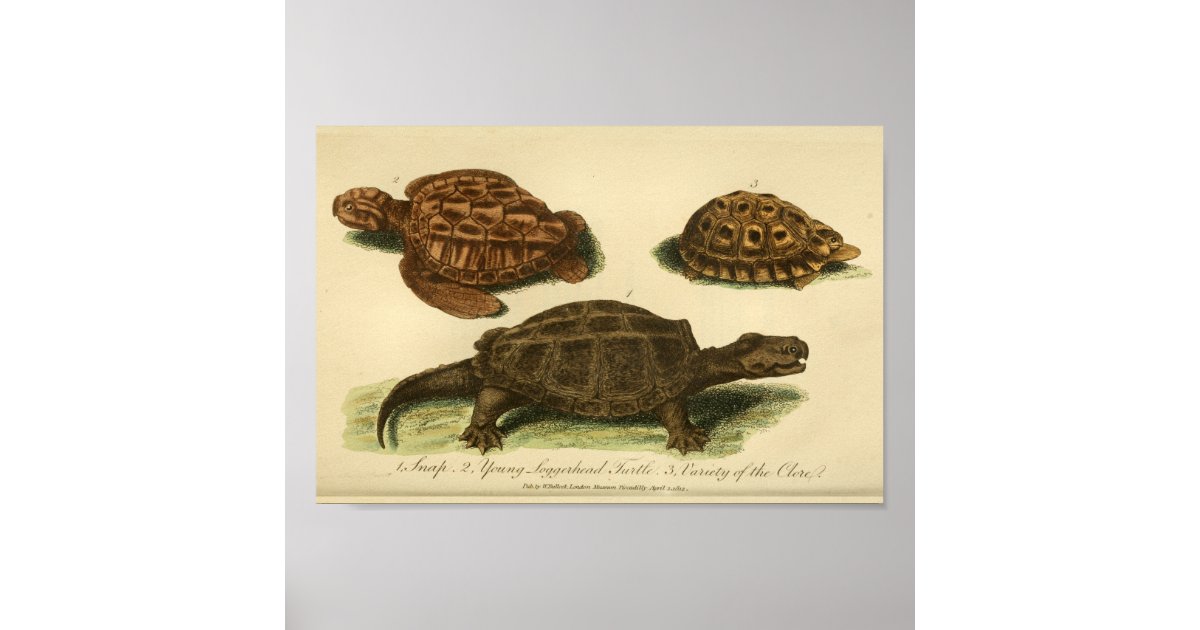Vintage Turtles Natural History Print | Zazzle