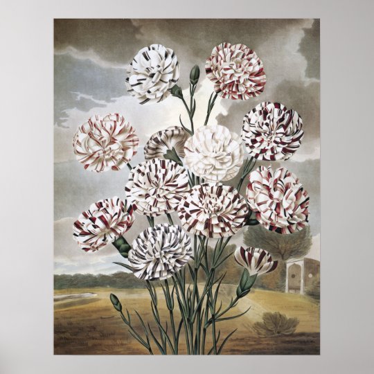 Vintage Variegated Carnation Flowers with Grey Sky Poster | Zazzle.com