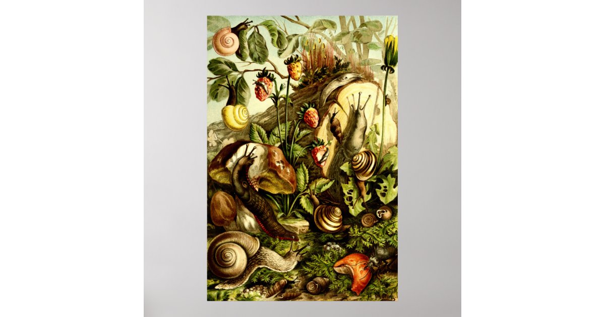 Vintage Victorian Era 1890 Snails Poster | Zazzle