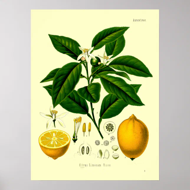 Vintage Victorian Era Lemon Botanical Illustration Poster | Zazzle