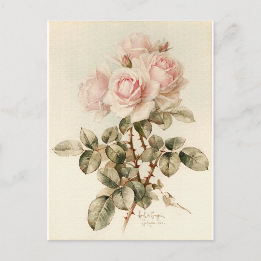 Vintage Victorian Romantic Roses Postcard | Zazzle.com