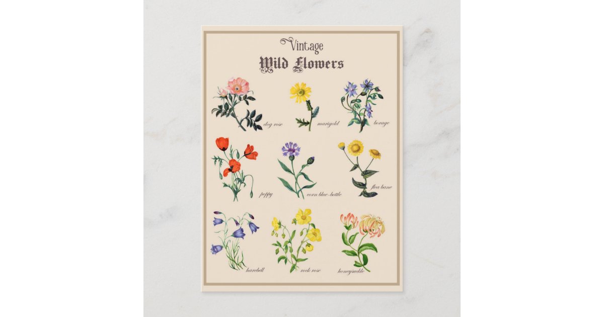 Vintage Victorian Wild Flower Floral Postcard | Zazzle