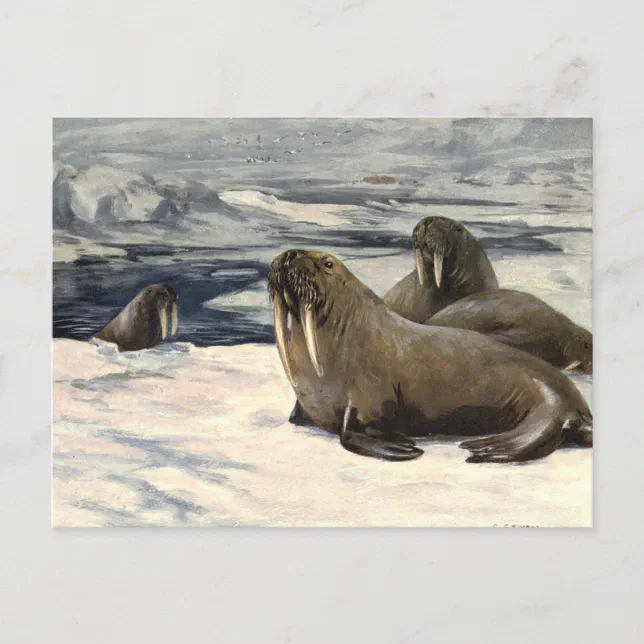 Vintage Walruses in the Arctic Snow by CE Swan Postcard | Zazzle
