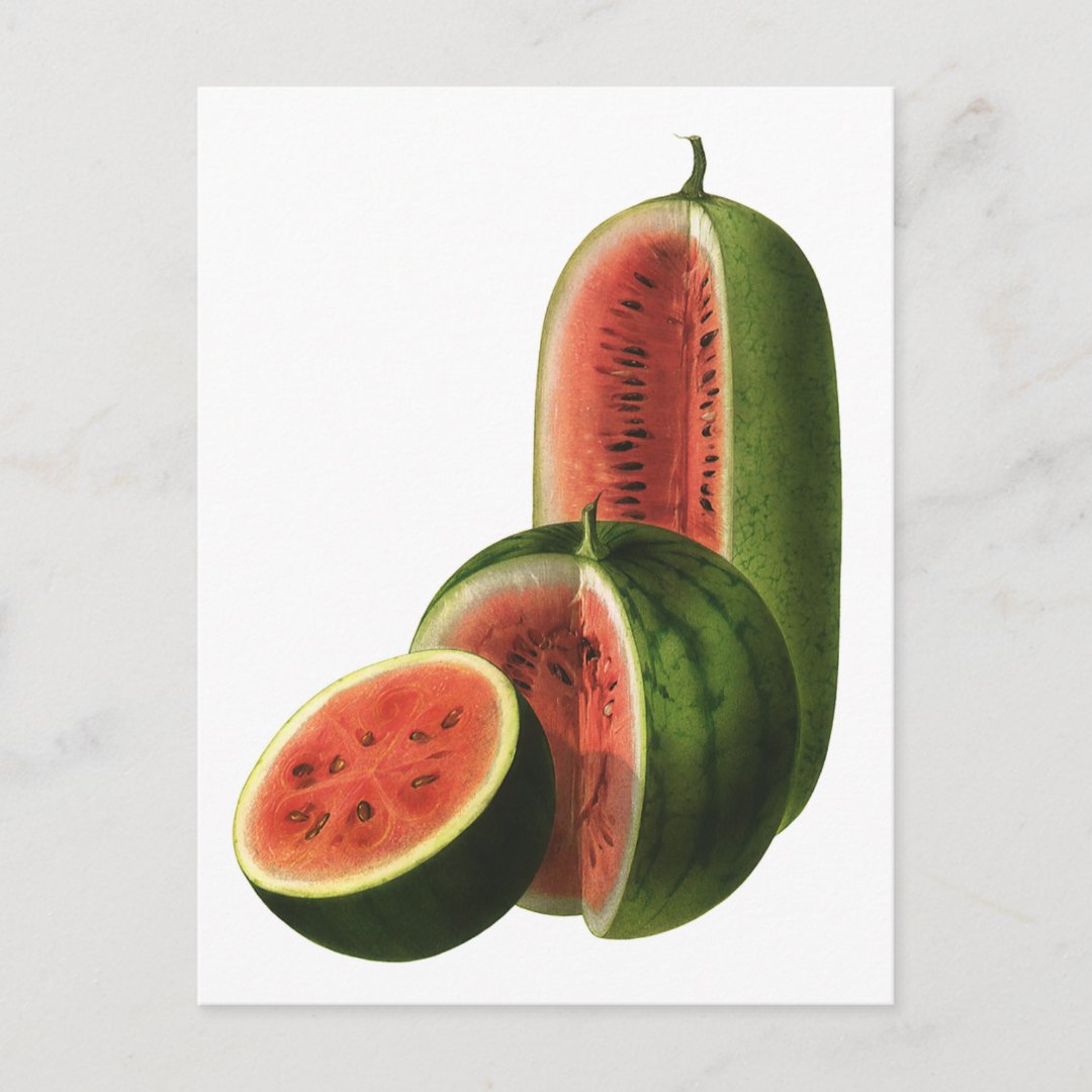 Vintage Watermelons Tall Round, Organic Food Fruit Postcard | Zazzle
