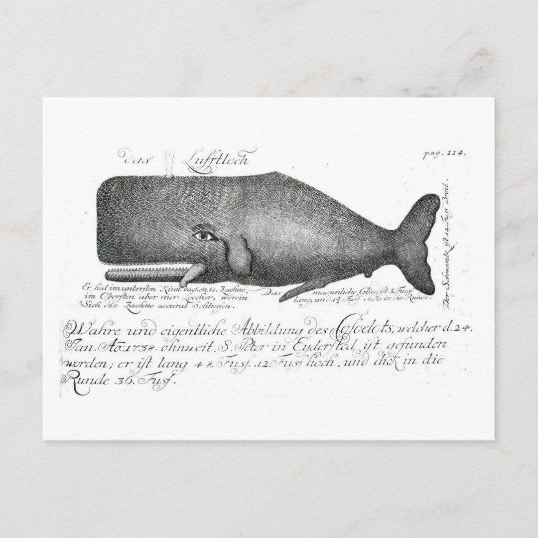 Vintage Whale Design Postcard | Zazzle