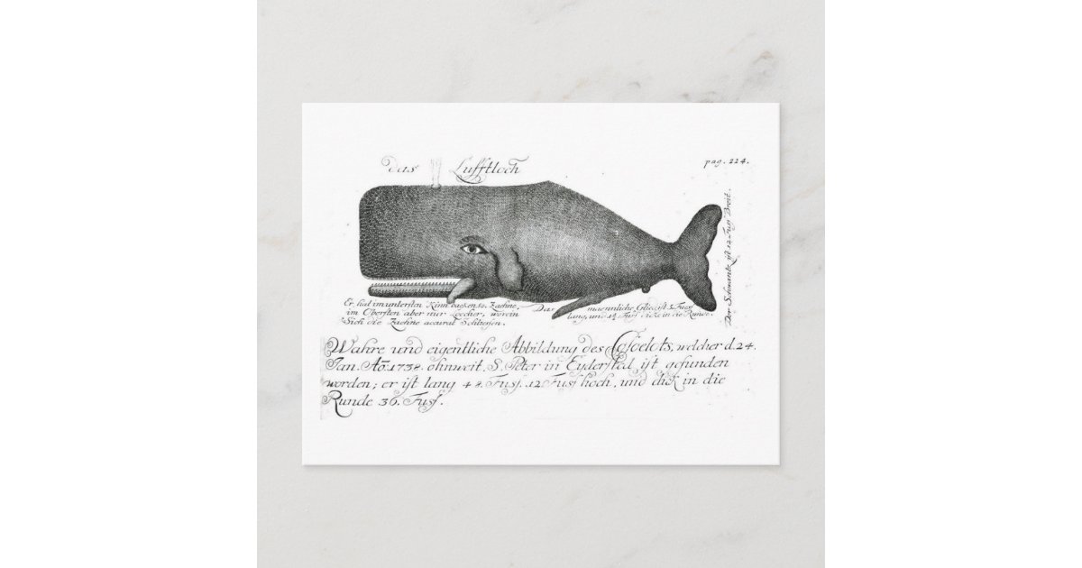 Vintage Whale Design Postcard | Zazzle